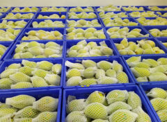 TJC MANGO – Ellawala Horticulture