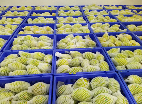 TJC MANGO – Ellawala Horticulture