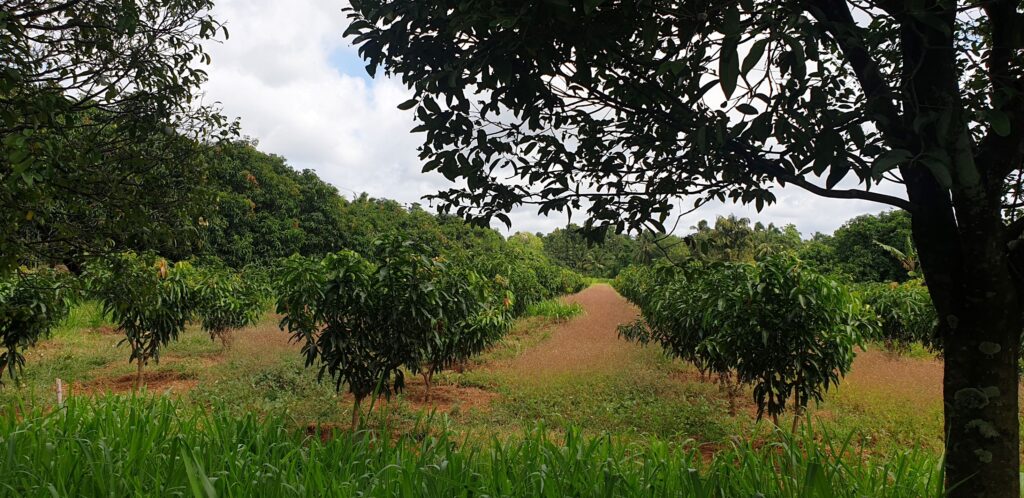 THE FARM – Ellawala Horticulture