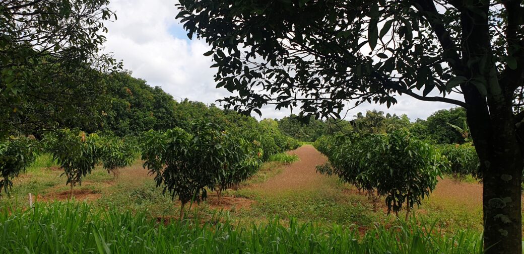 THE FARM – Ellawala Horticulture